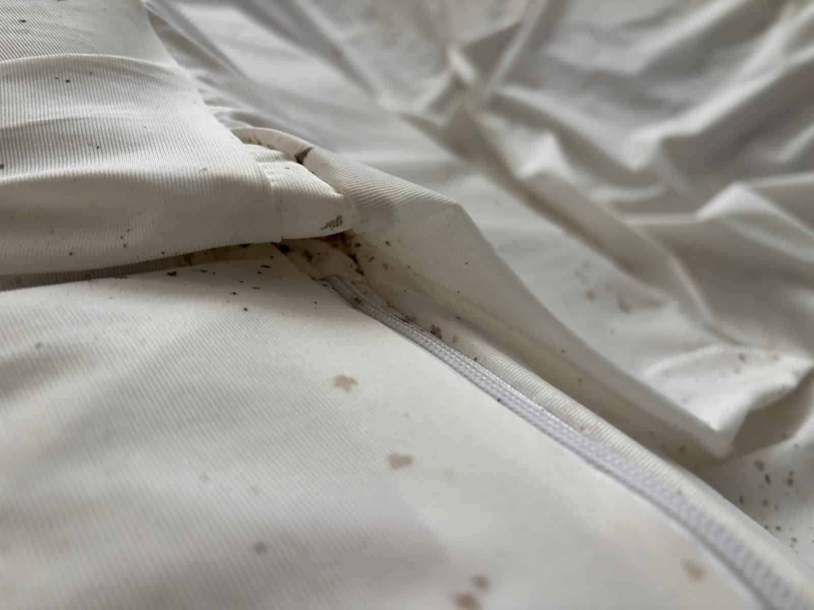 Heat Treatment for Severe Bed Bugs in Scarborough