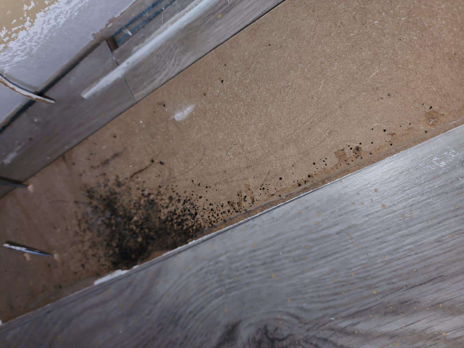 How Heat Treatment Solved a Bed Bug Problem in Glen Park Toronto